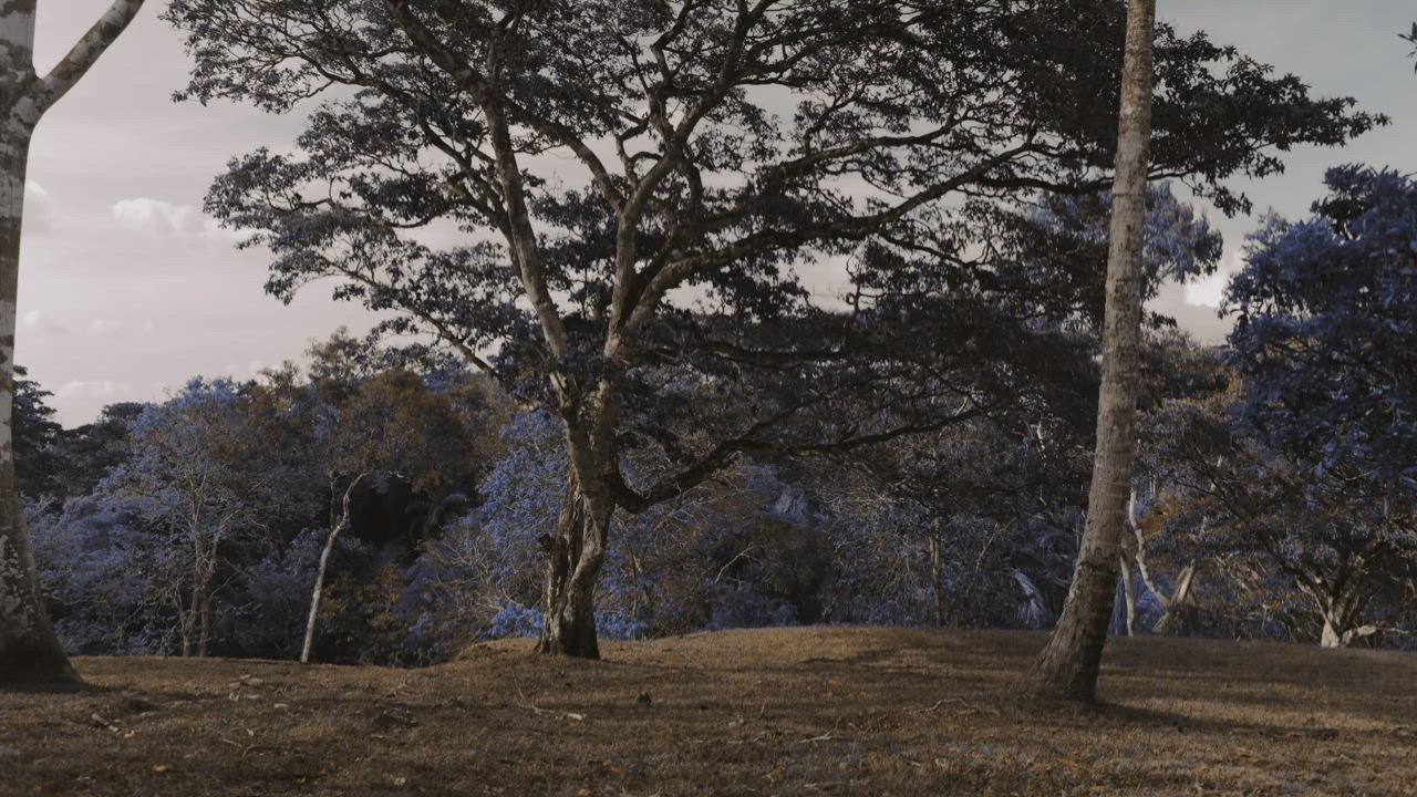 Time-lapse of blooming jacaranda's trees at a forest - Free Stock Video