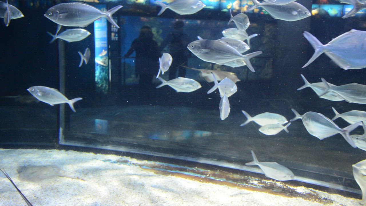 Silver fish in an Aquarium - Free Stock Video