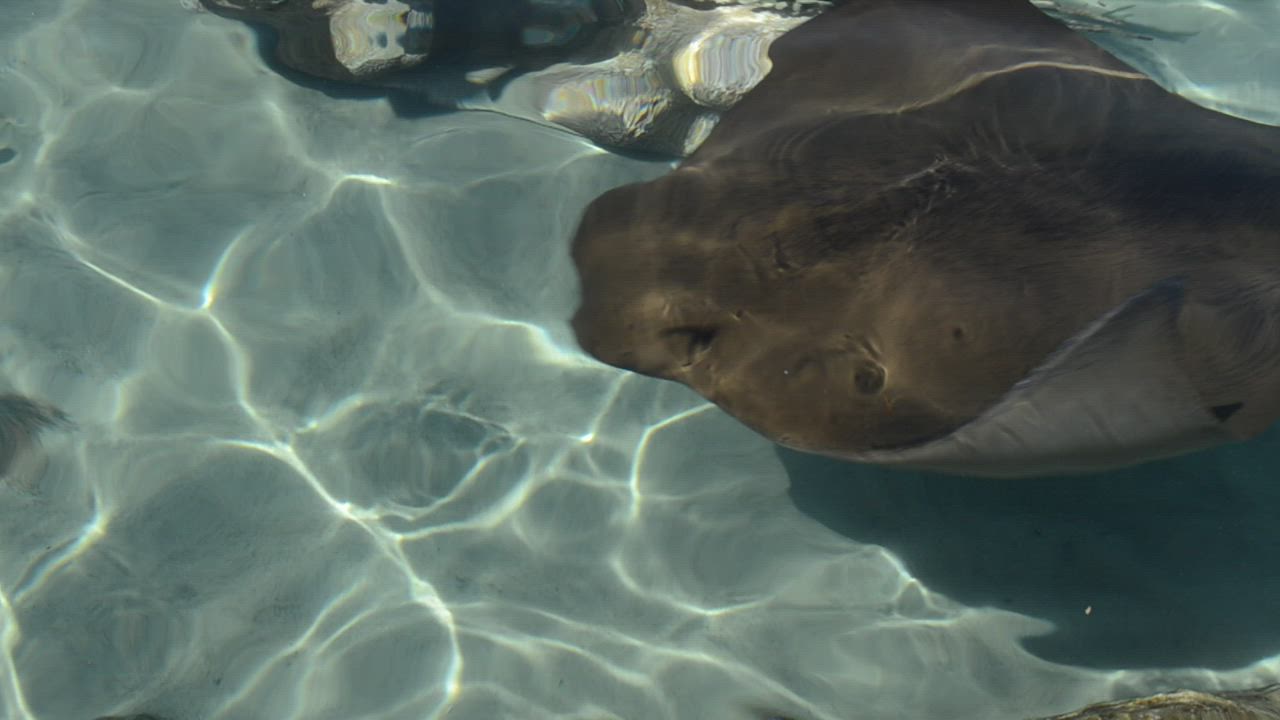 Ray swimming in shallow water - Free Stock Video