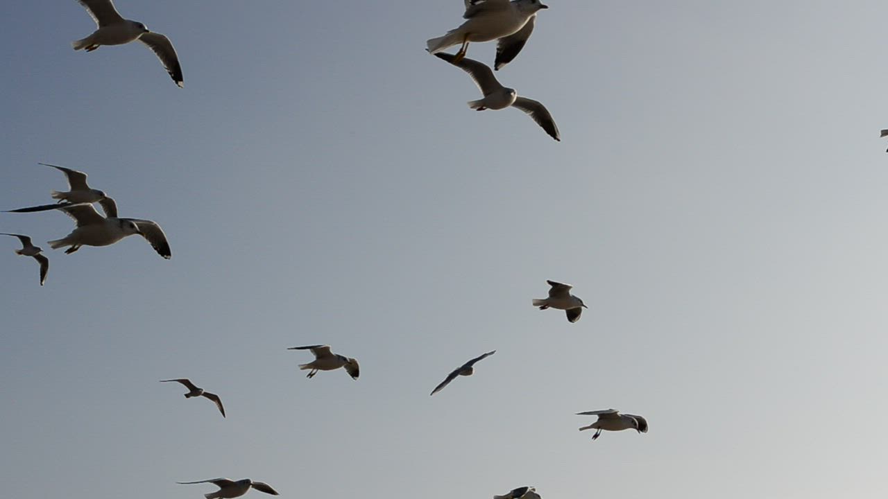Seagulls flying against the wind - Free Stock Video