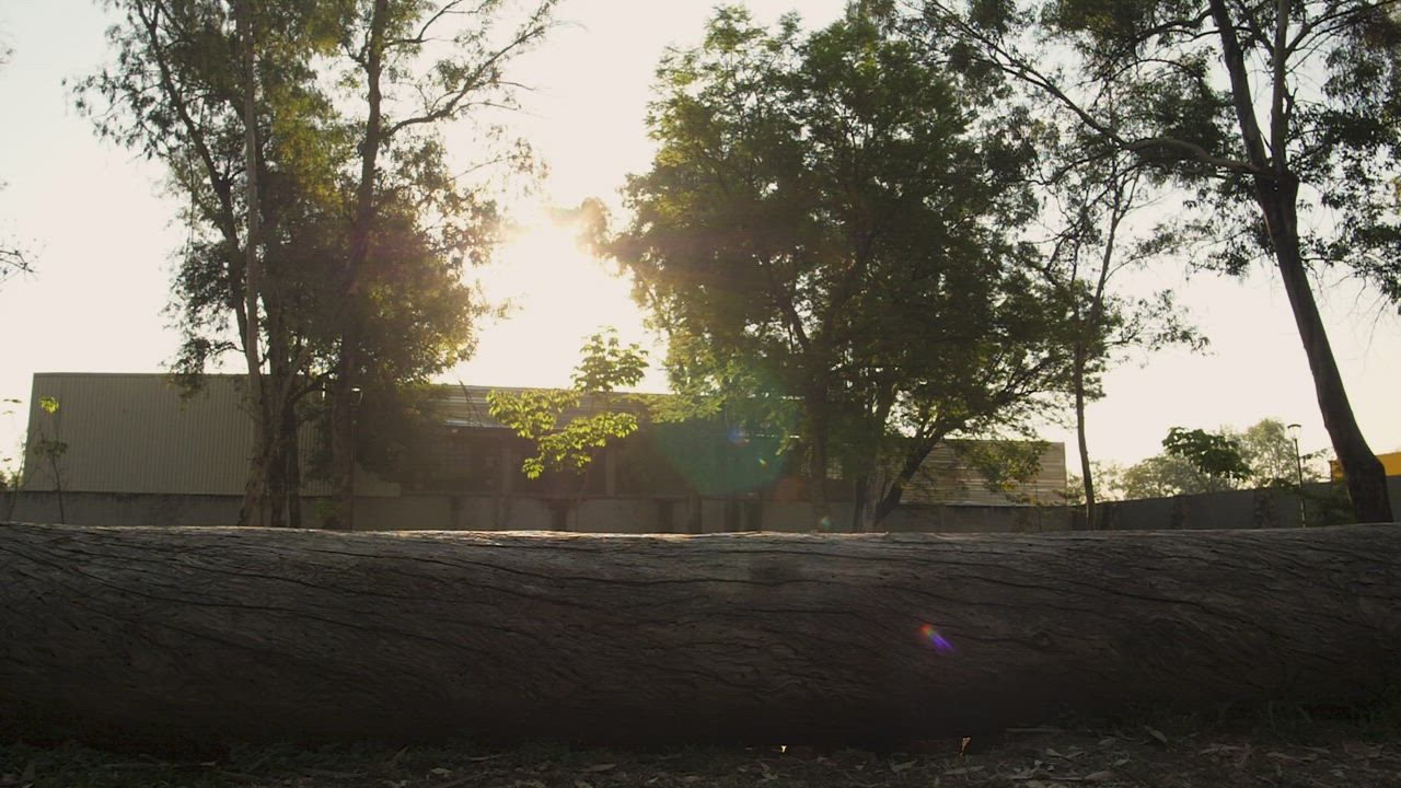 A dog runs on a log - Free Stock Video