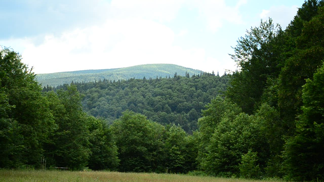 Forest clearing in the mountains - Free Stock Video
