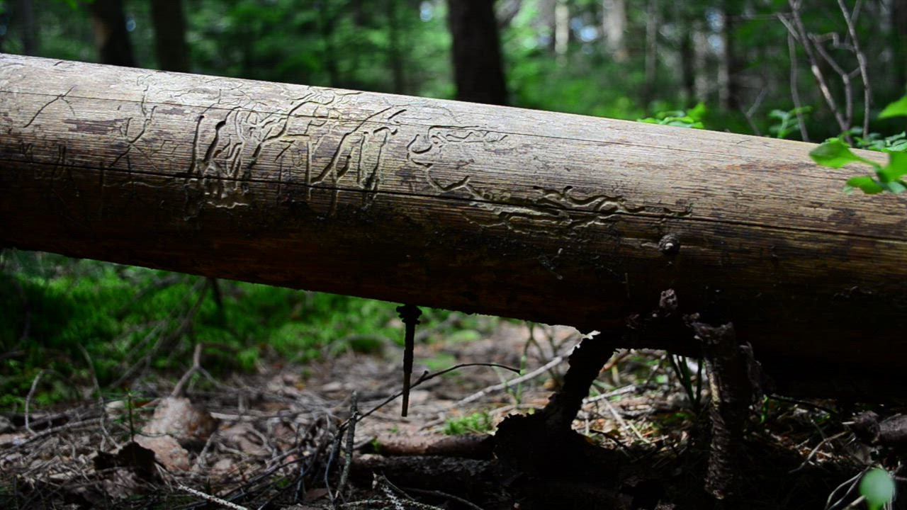 Fallen tree with ferns growing below - Free Stock Video