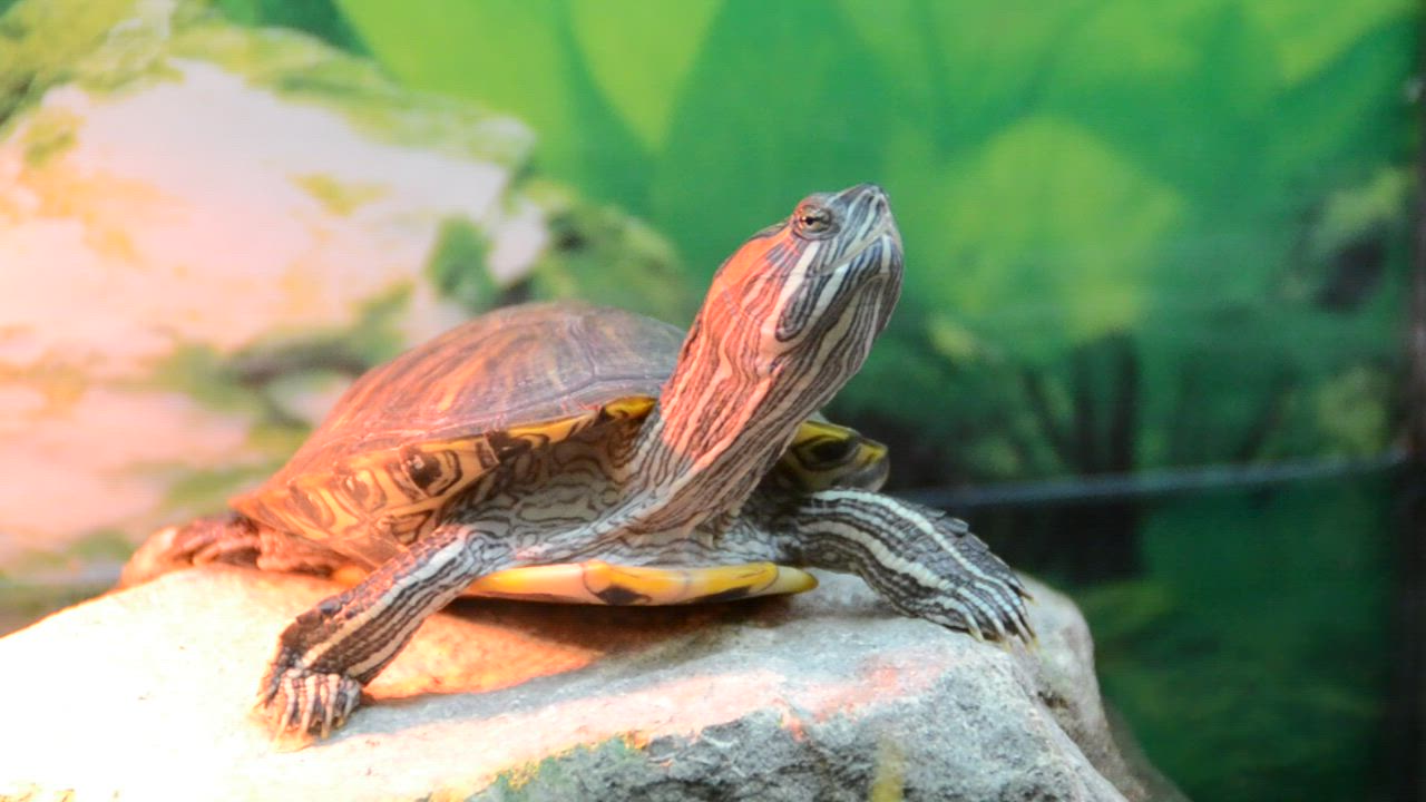 Turtle sitting on a rock - Free Stock Video