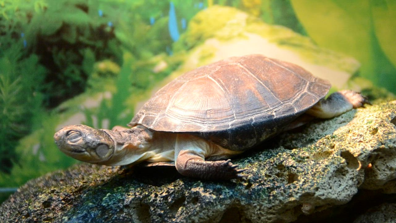 Turtle resting on a rock - Free Stock Video