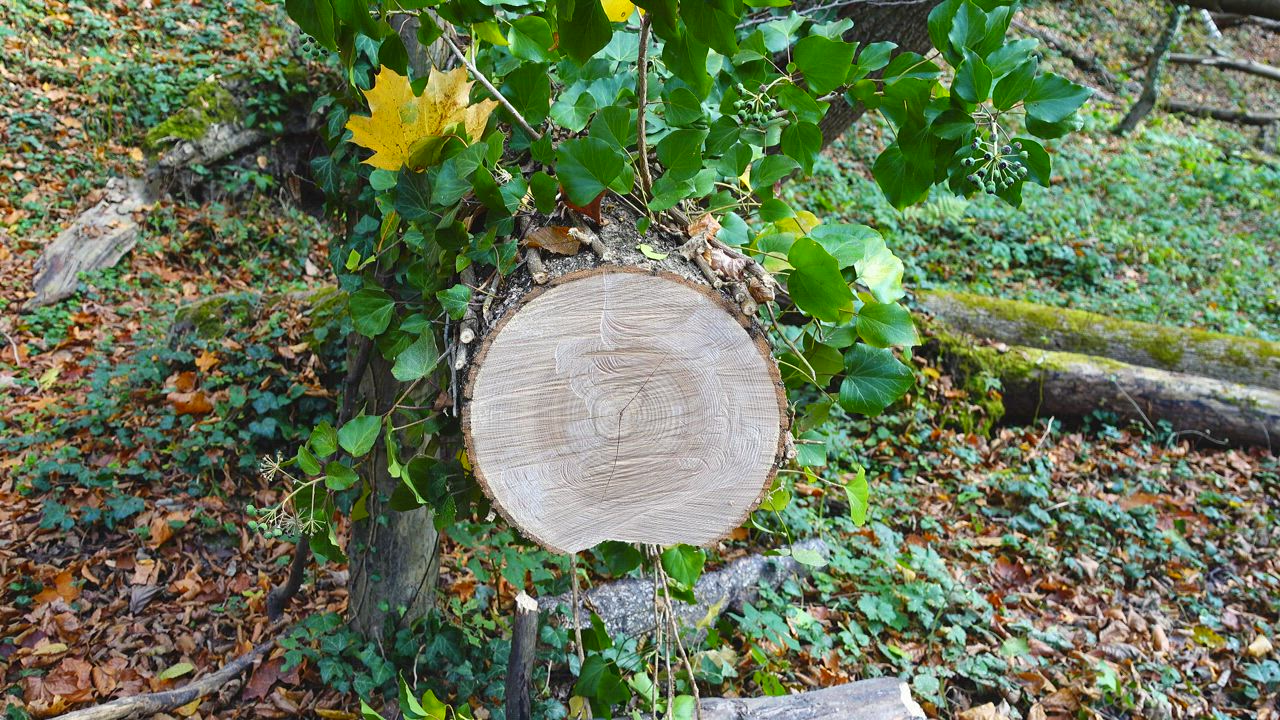 Tree trunk cut with a saw - Free Stock Video