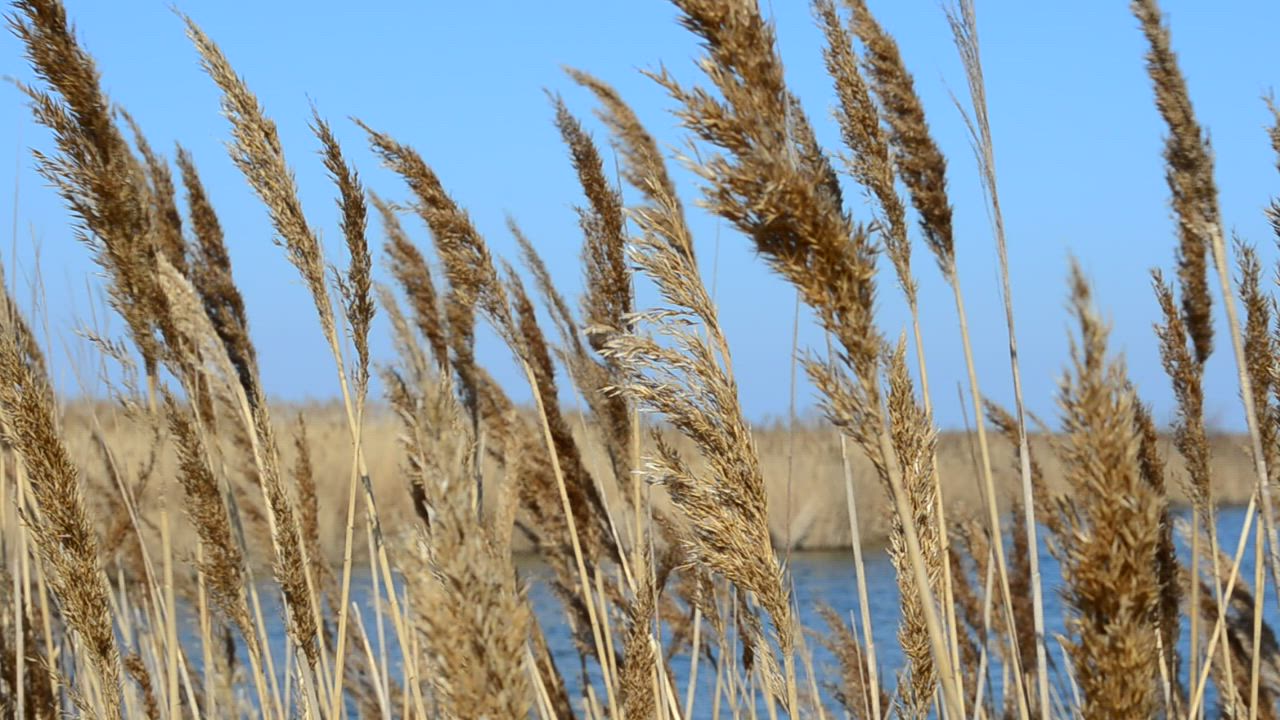 Reeds by a large lake - Free Stock Video