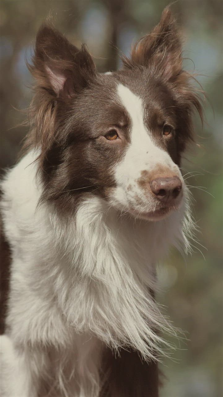 Panting dog - Free Stock Video