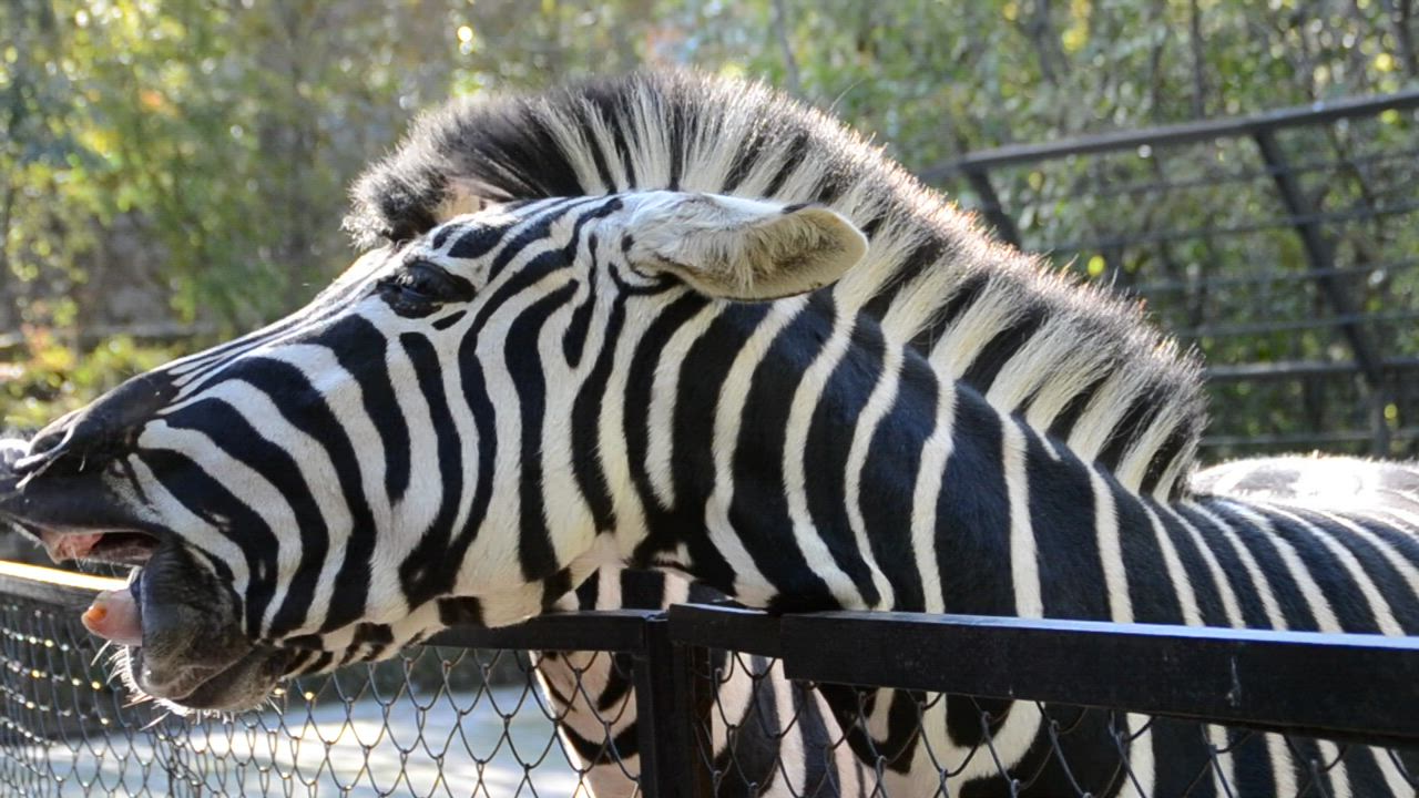 Feeding a Zebra at a Zoo - Free Stock Video