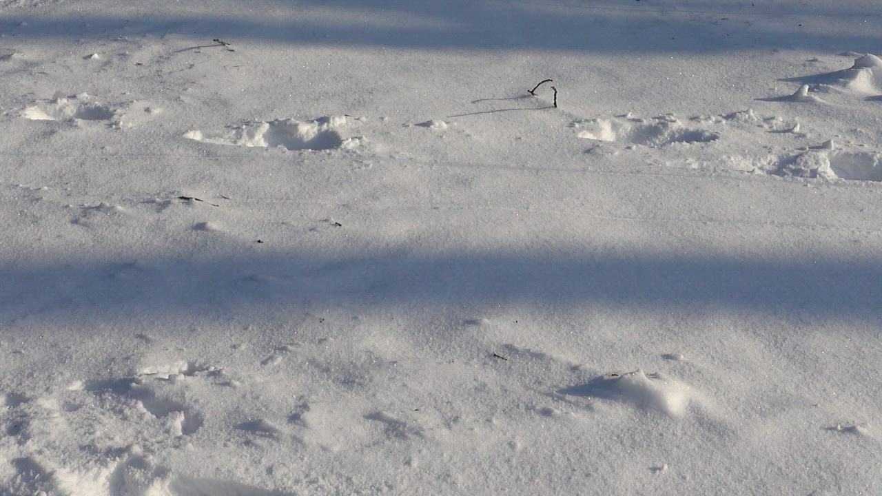 Fresh snow on the ground - Free Stock Video