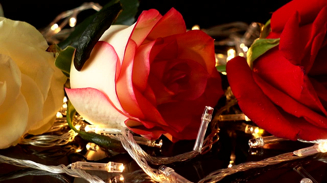 Roses on flashing lights - Free Stock Video