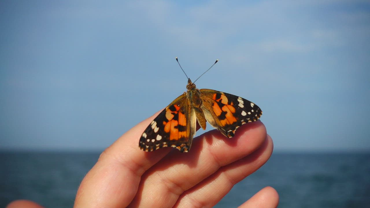 Butterfly on a finger - Free Stock Video