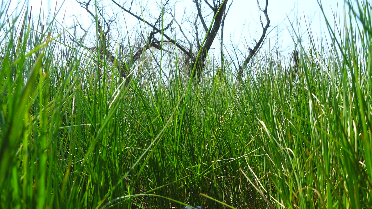 Tall grass growing under a dead tree - Free Stock Video