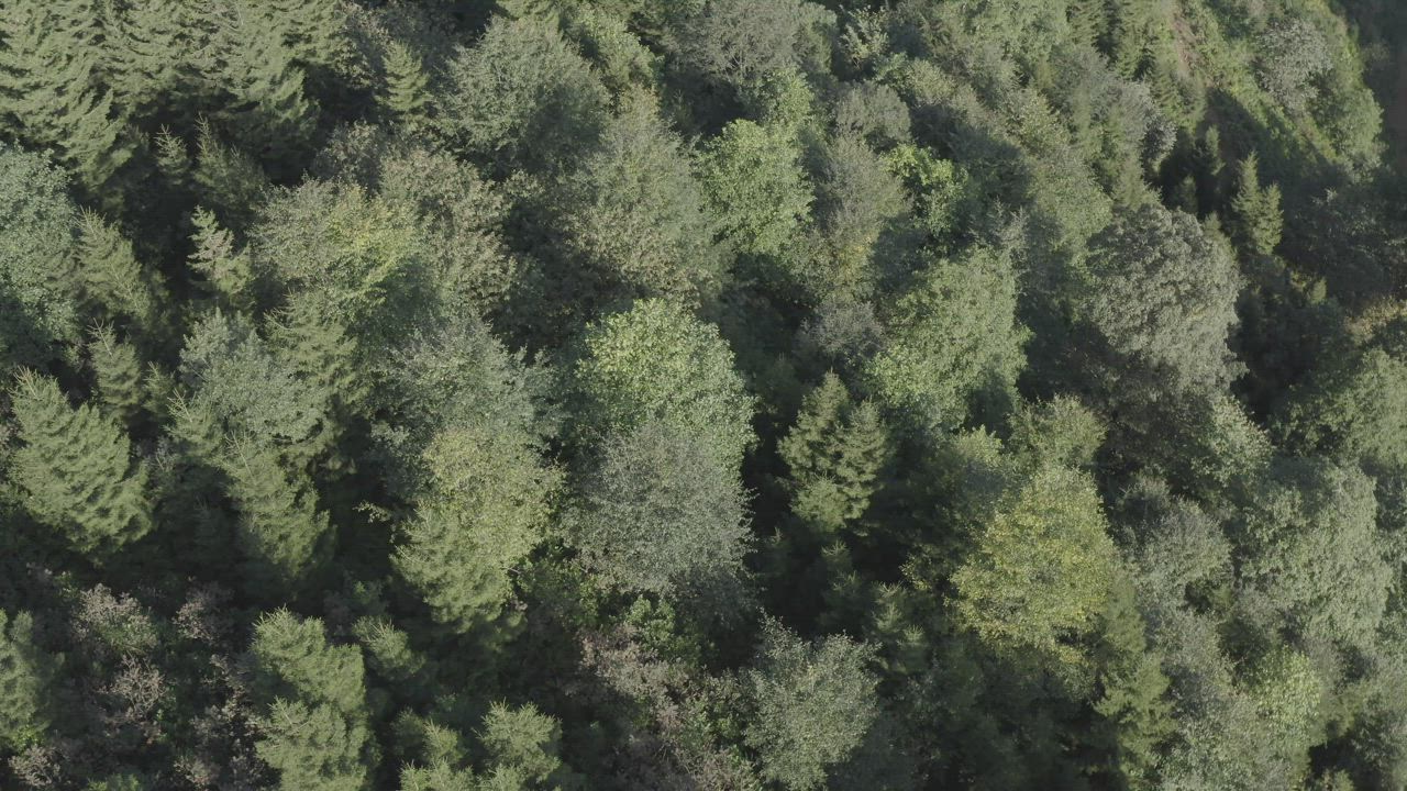 Forest scenery - Free Stock Video