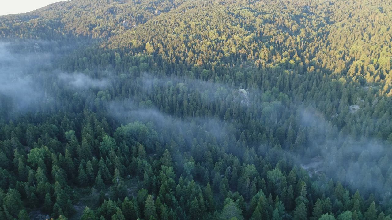 Mist hanging over a forest - Free Stock Video