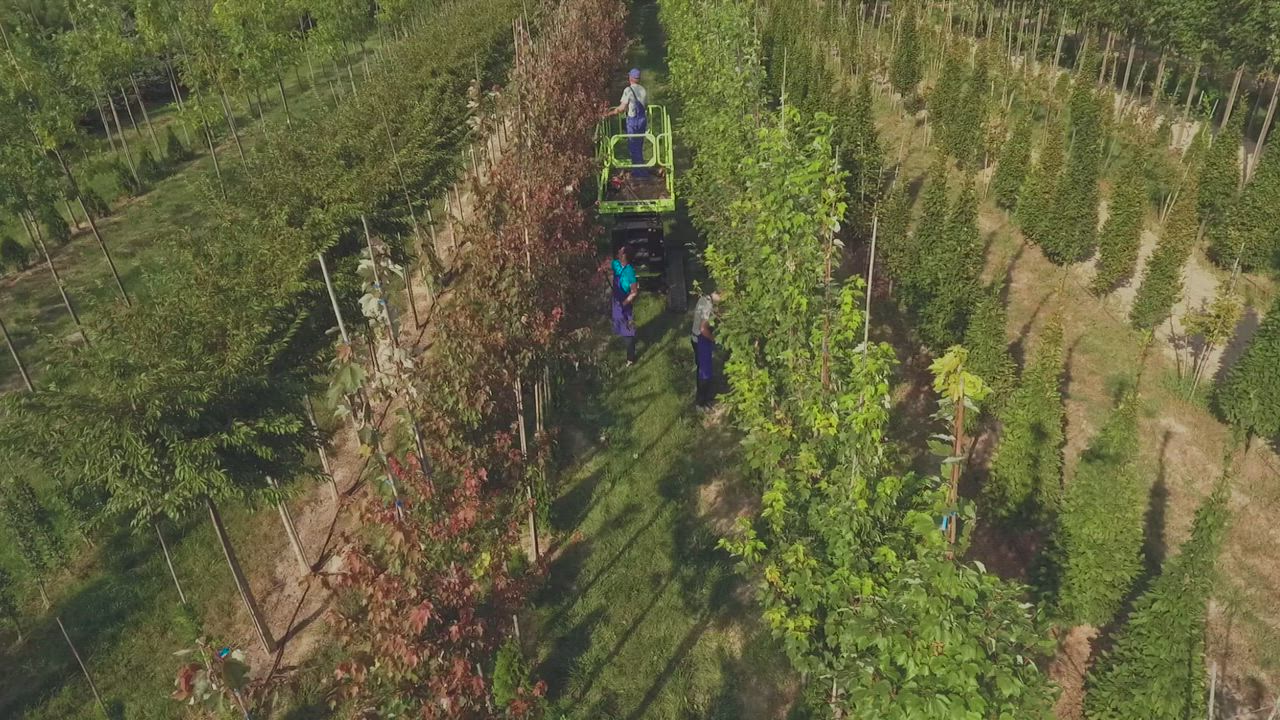 Top view of labourers in tree farm - Free Stock Video