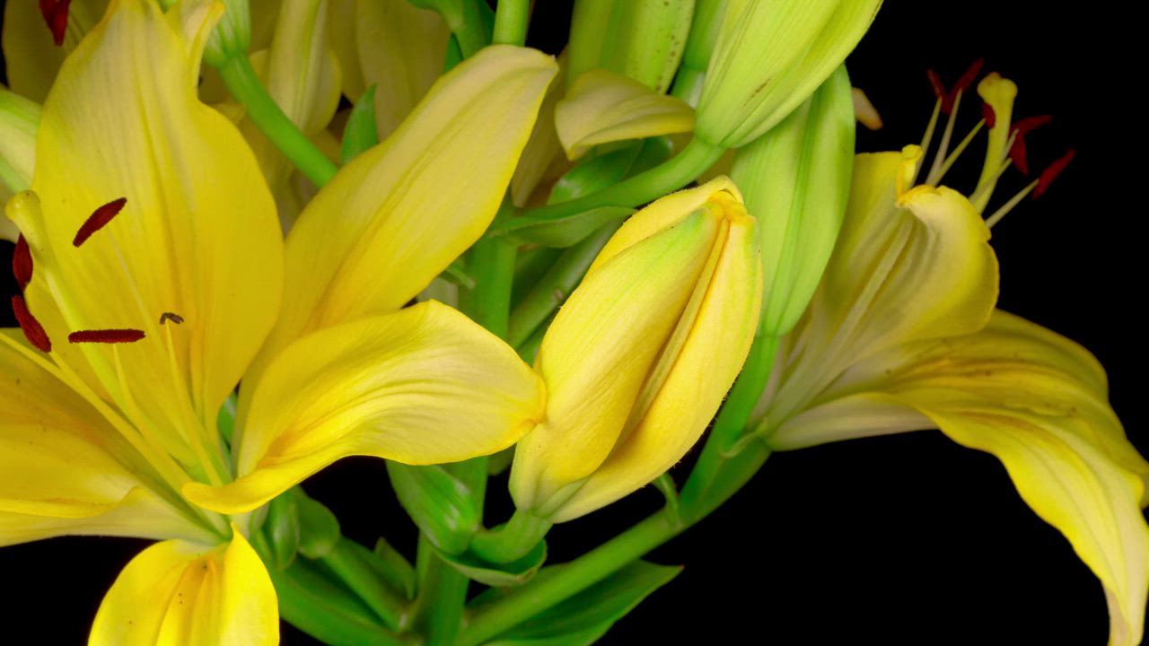 Yellow lily flower opening - Free Stock Video