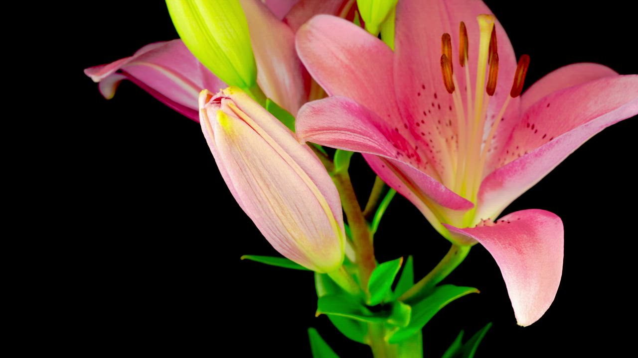 Pink lily flower opening - Free Stock Video