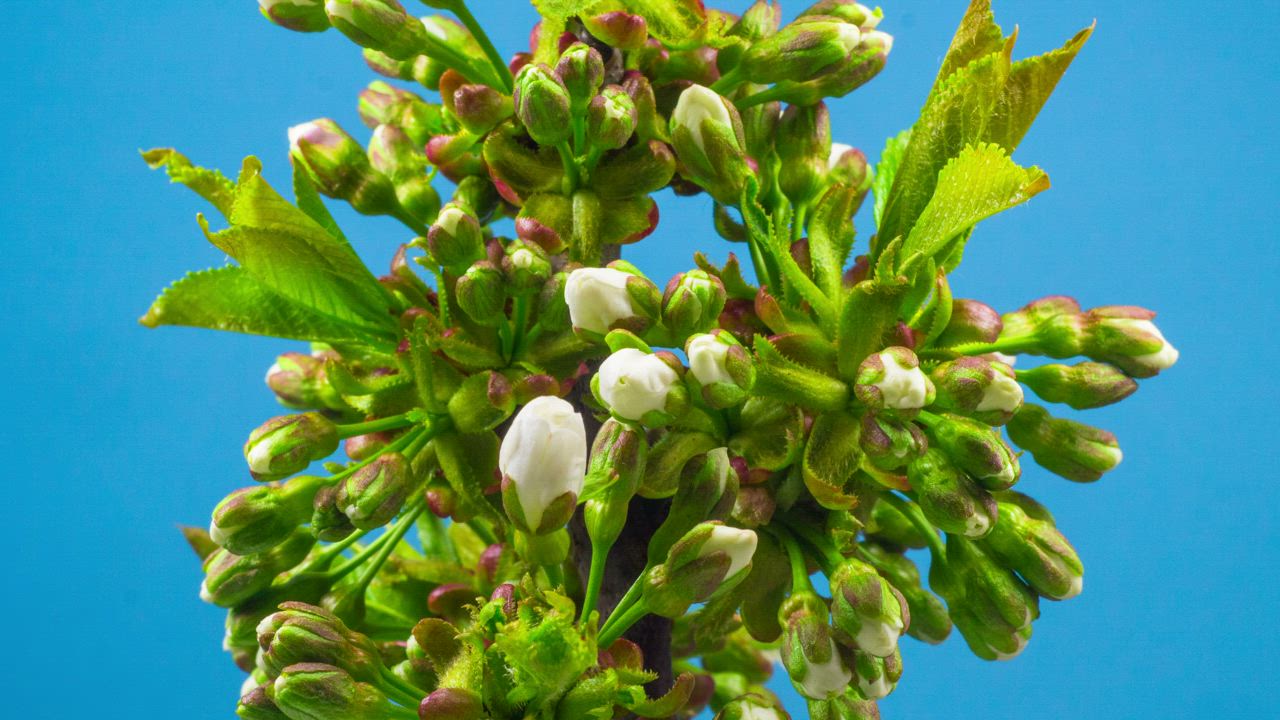 White flowers opening on the plant - Free Stock Video