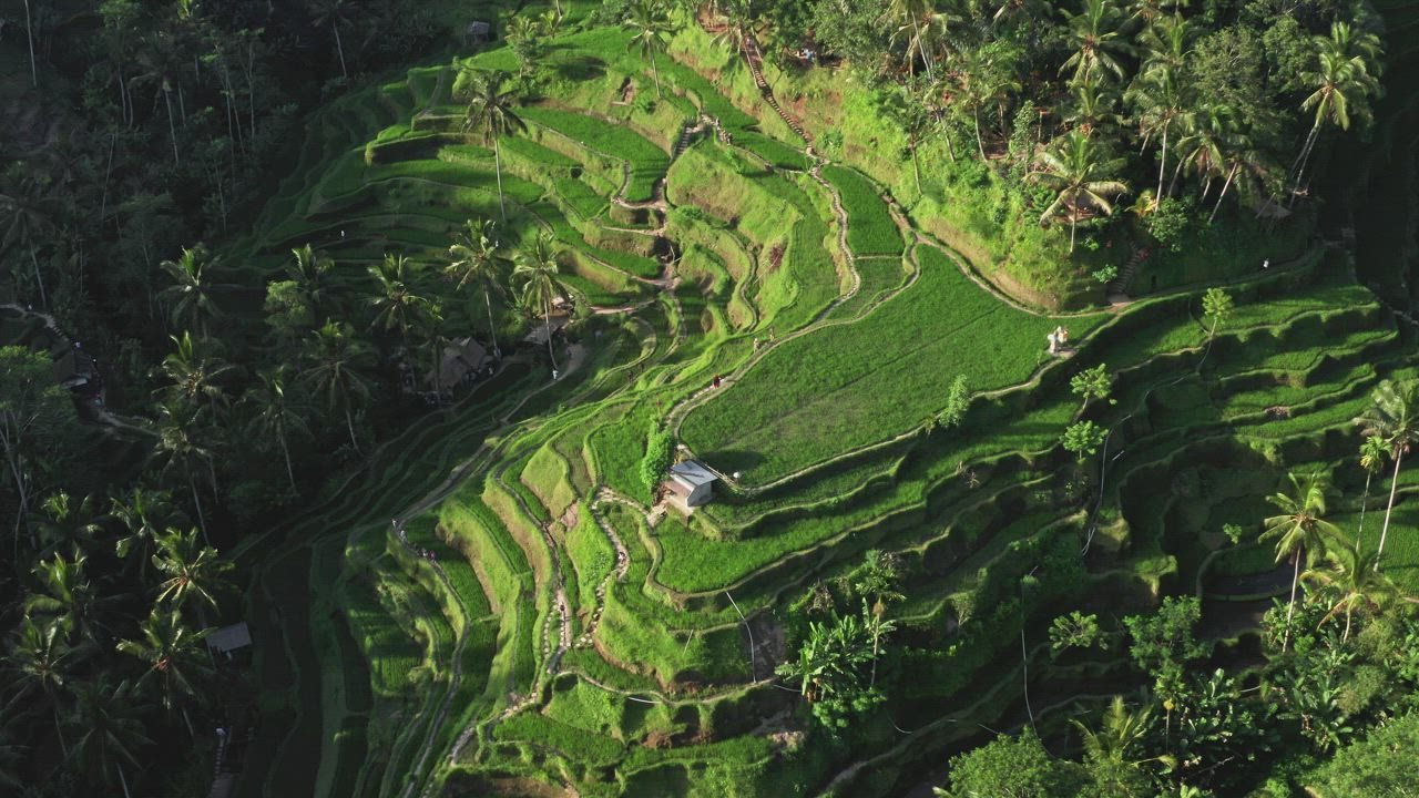 Aerial view of tiered rice paddies in Indonesia - Free Stock Video