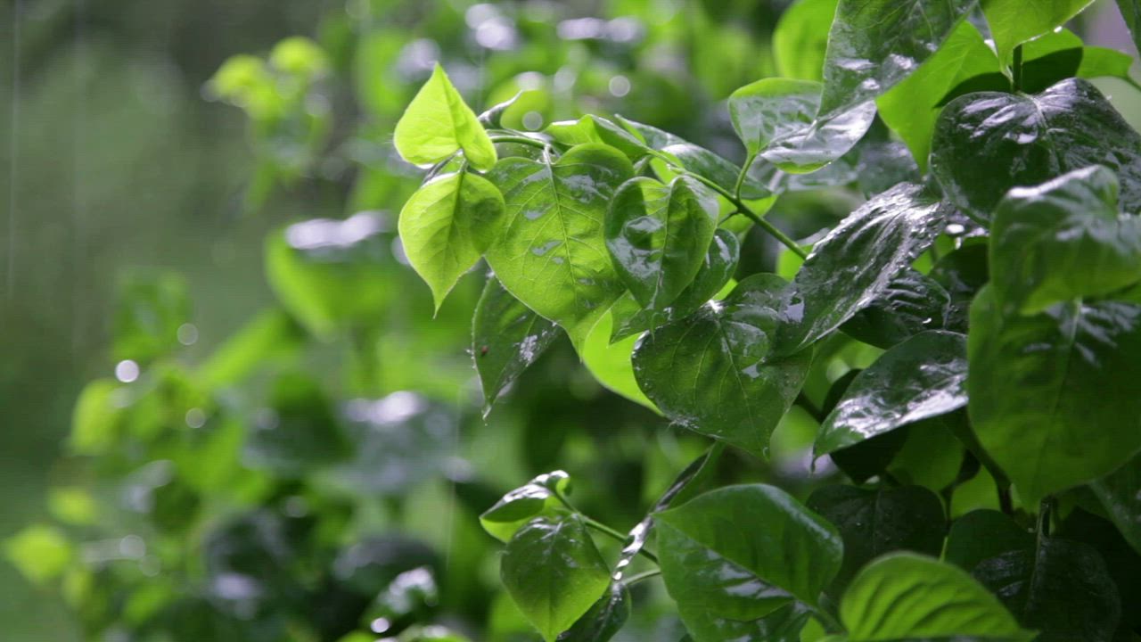 Soft rain falling in a garden - Free Stock Video