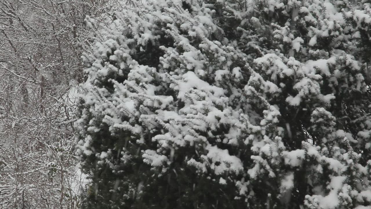 Large snowflakes falling - Free Stock Video