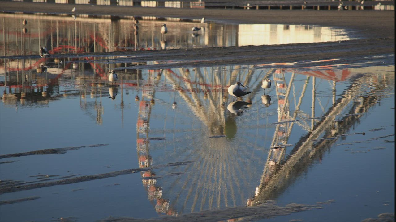 Birds standing on wet ground - Free Stock Video