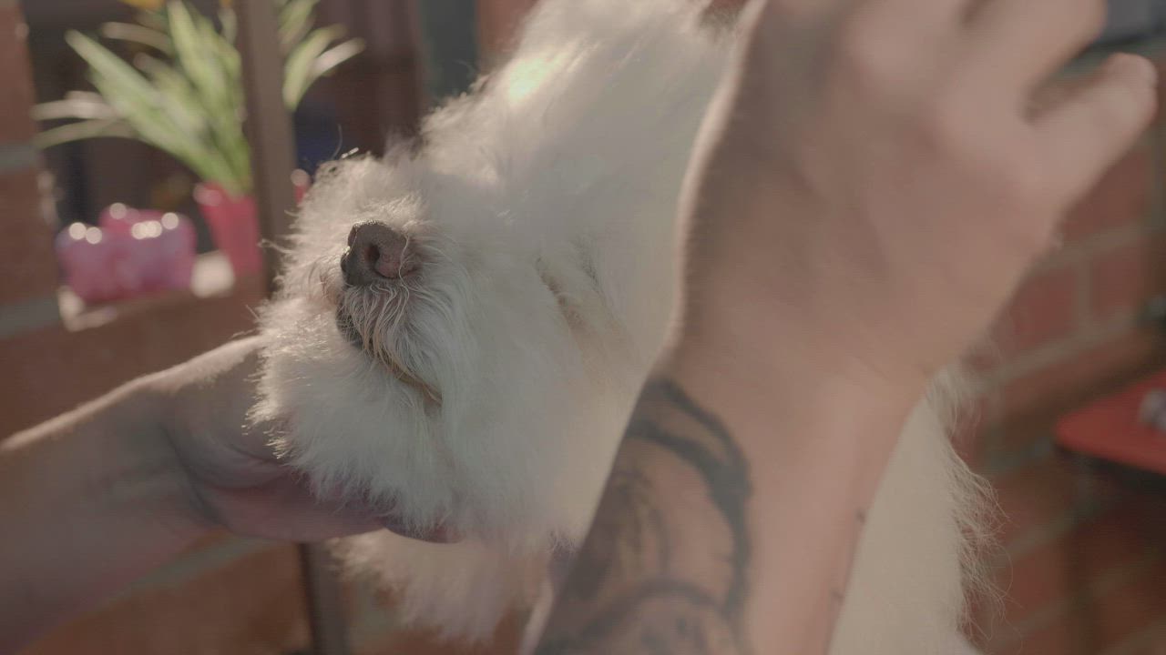 Adorable dog in a grooming pet - Free Stock Video