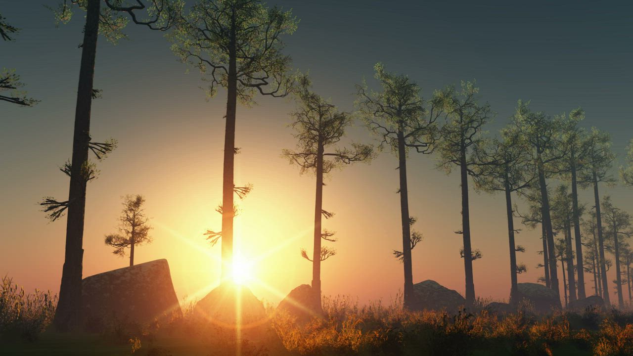 Sun rays through a line of trees - Free Stock Video