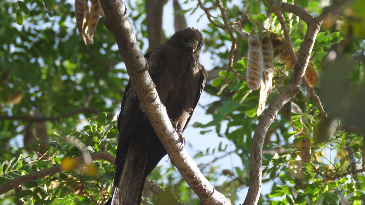 Bird resting in a tree - Free Stock Video