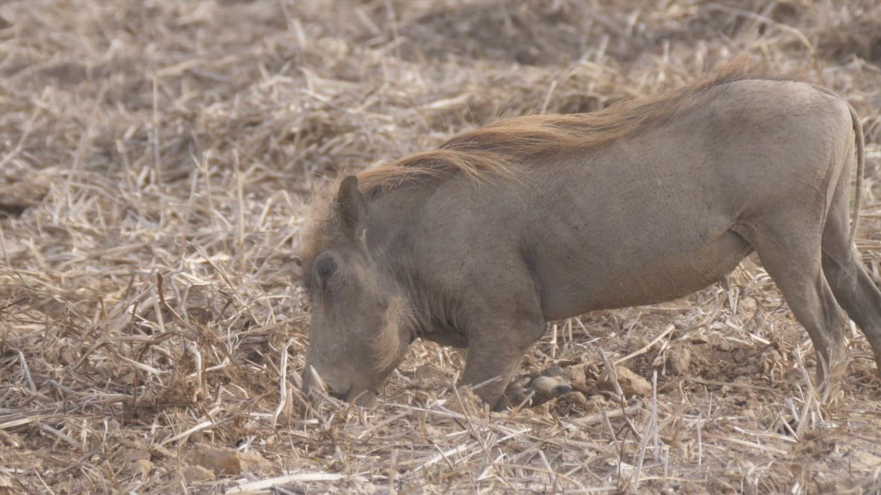 Warthog digging for food - Free Stock Video