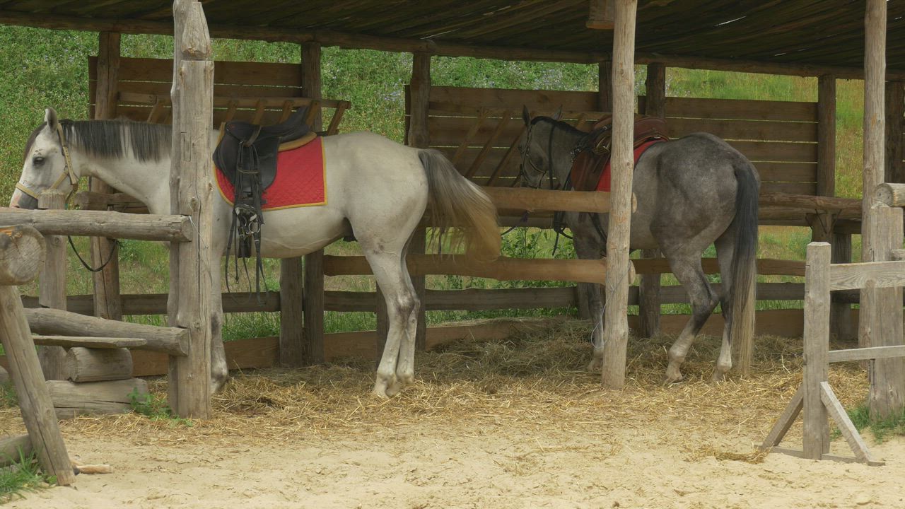 Two horses in the farm stable - Free Stock Video
