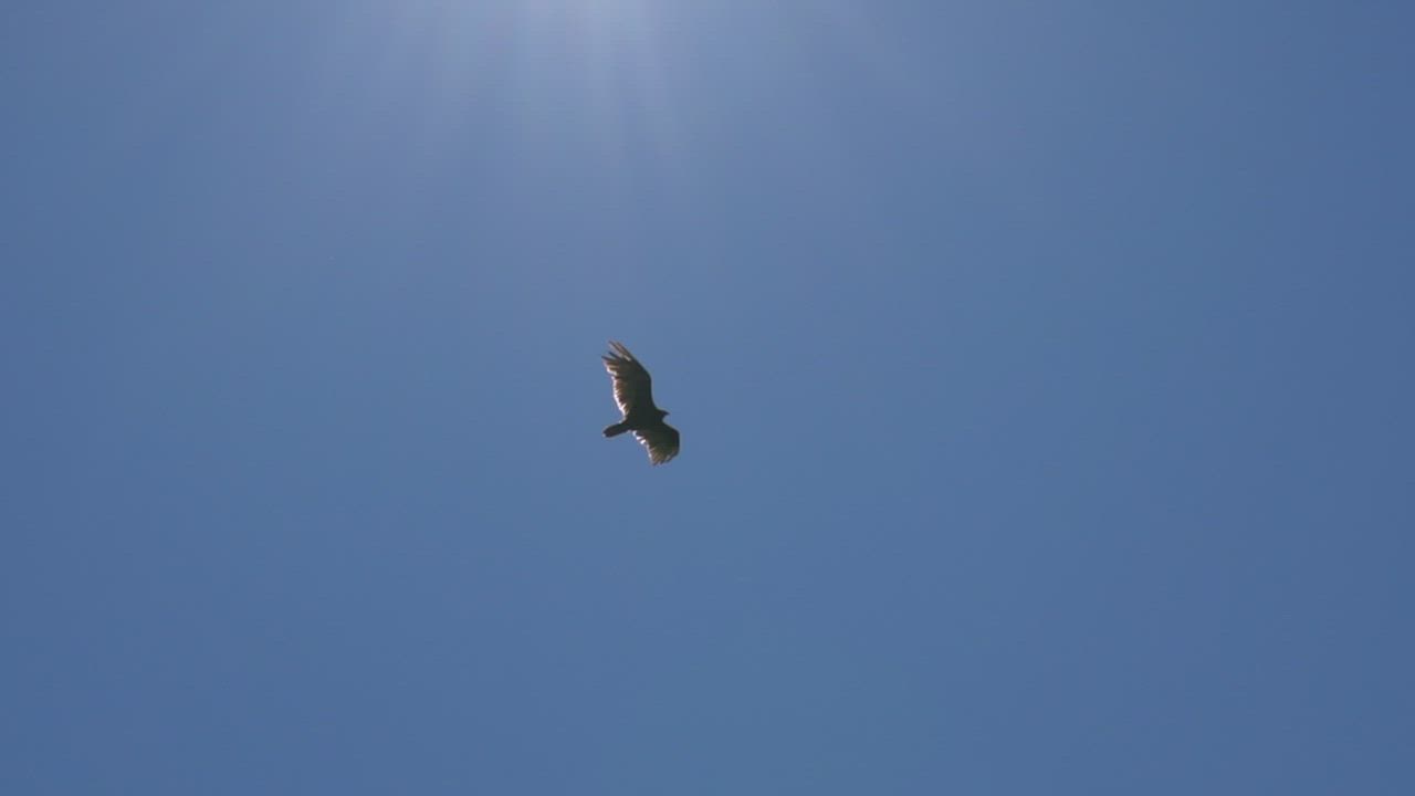 Eagle gliding in a clear sky, bottom view - Free Stock Video