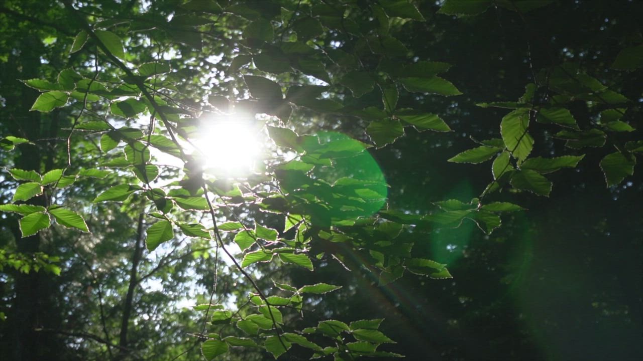 Sunlight crossing the branches of trees - Free Stock Video
