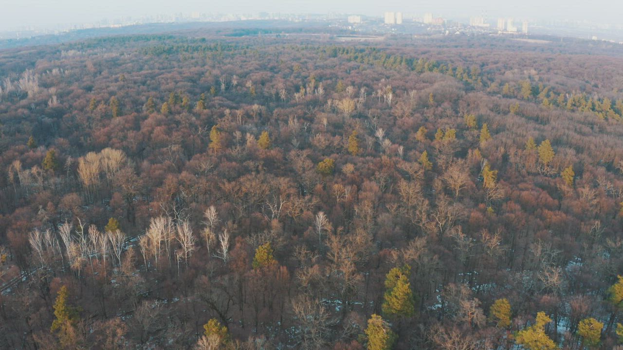 Dry forest, aerial view - Free Stock Video