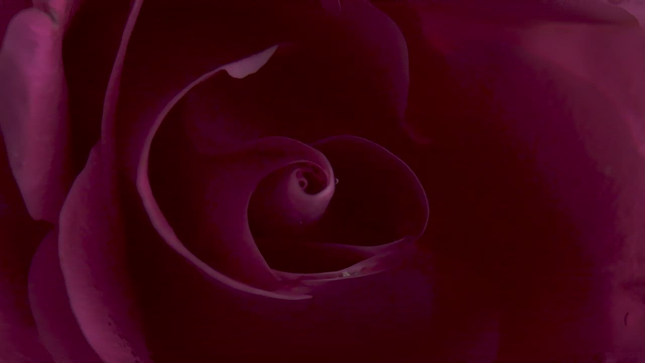 Rotating pink rose - Free Stock Video