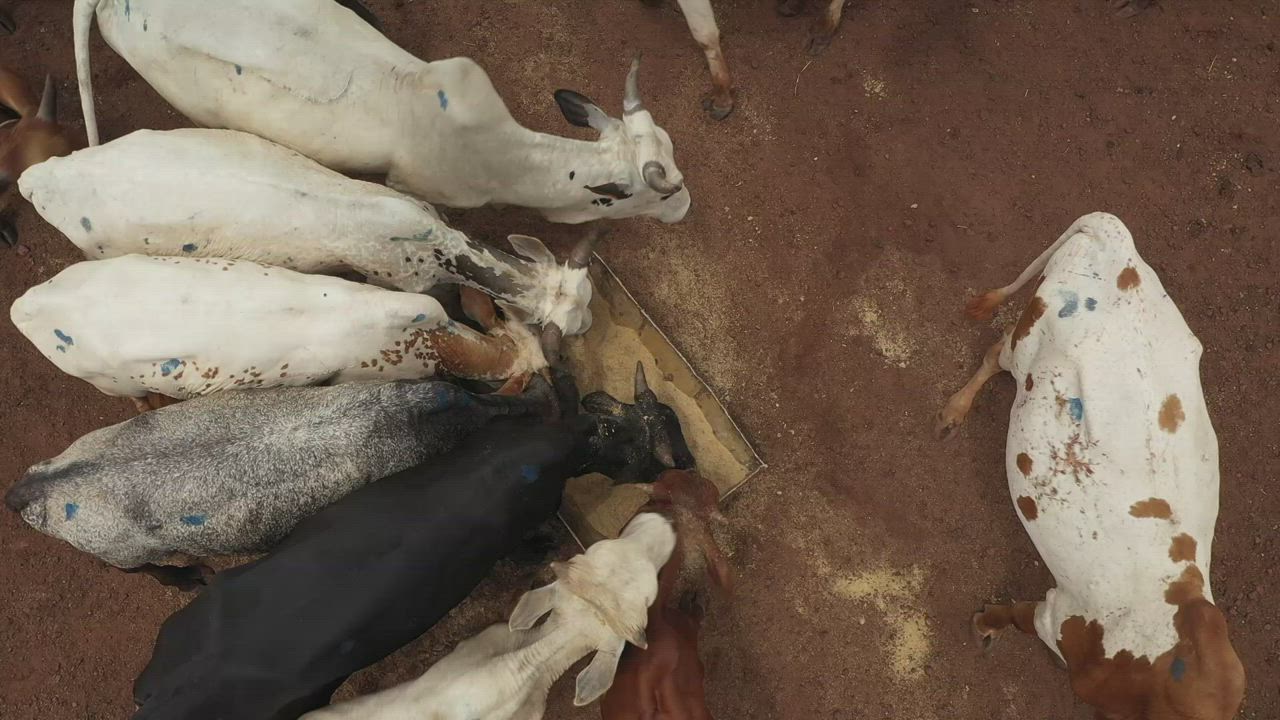 Cows eating together - Free Stock Video