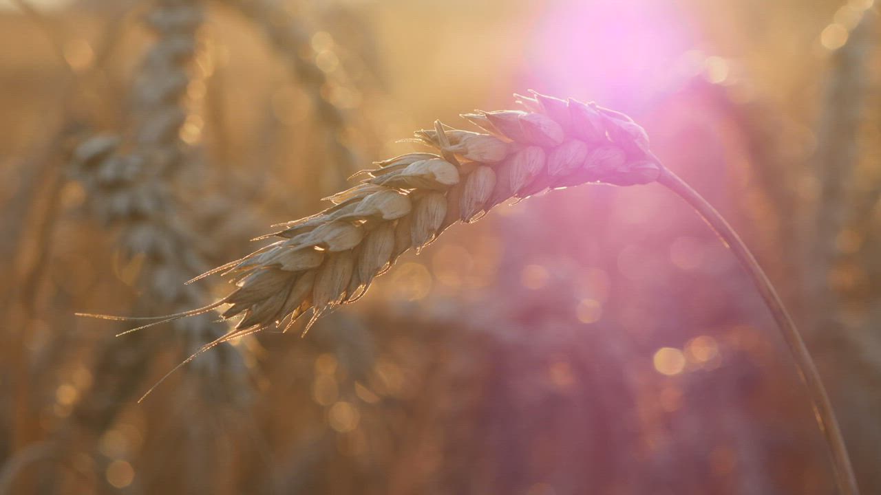 Wheat crop close up - Free Stock Video
