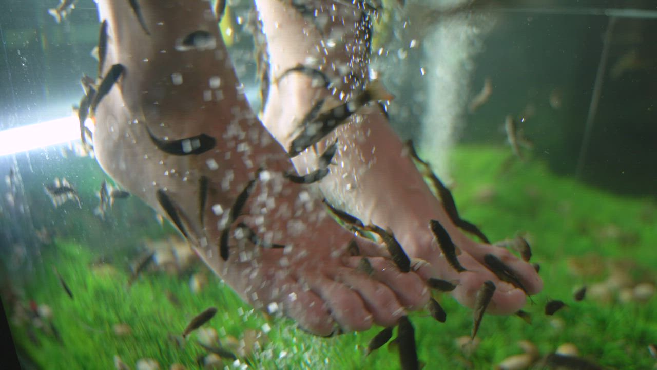 Fishes cleaning a client's feet - Free Stock Video