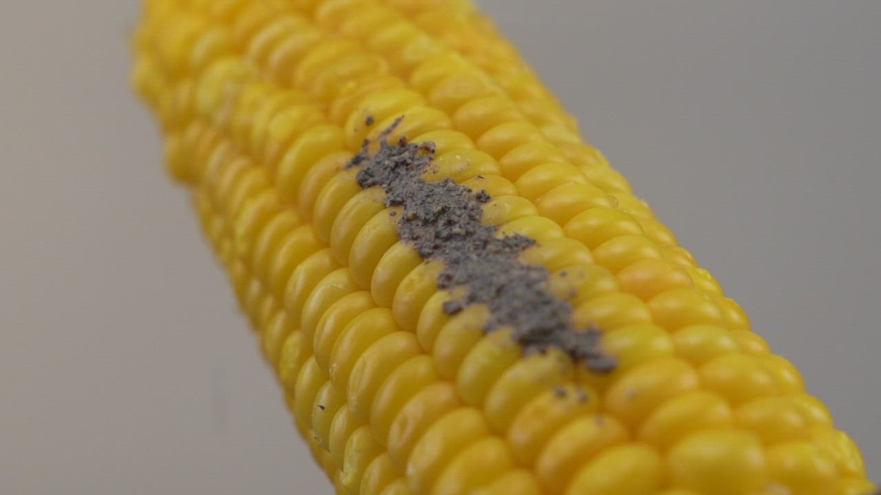 Cleaning the dirt from corn - Free Stock Video