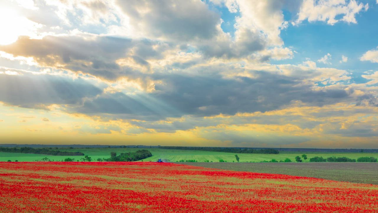Harvesting a red flower field - Free Stock Video