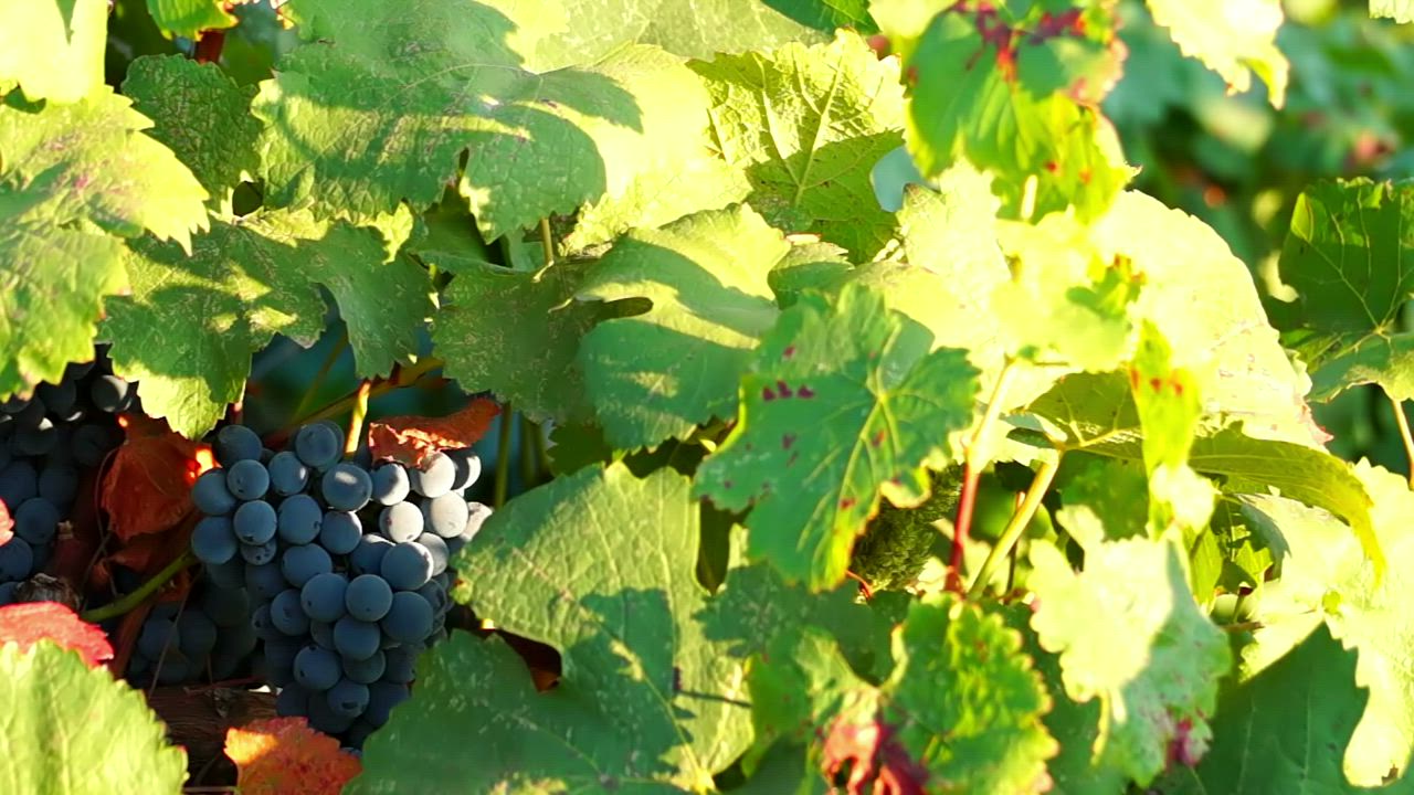 Red grape on the tree moving in the wind - Free Stock Video