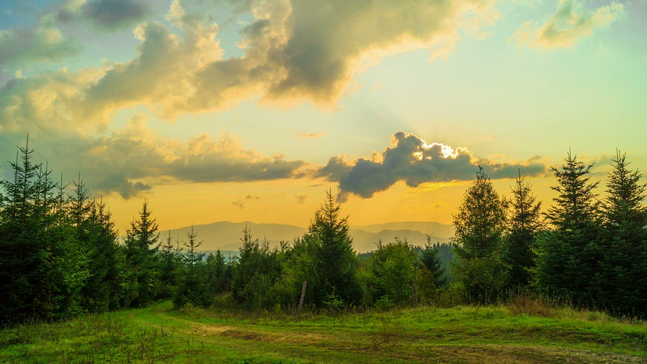 Yellow sunset over the pine forest - Free Stock Video