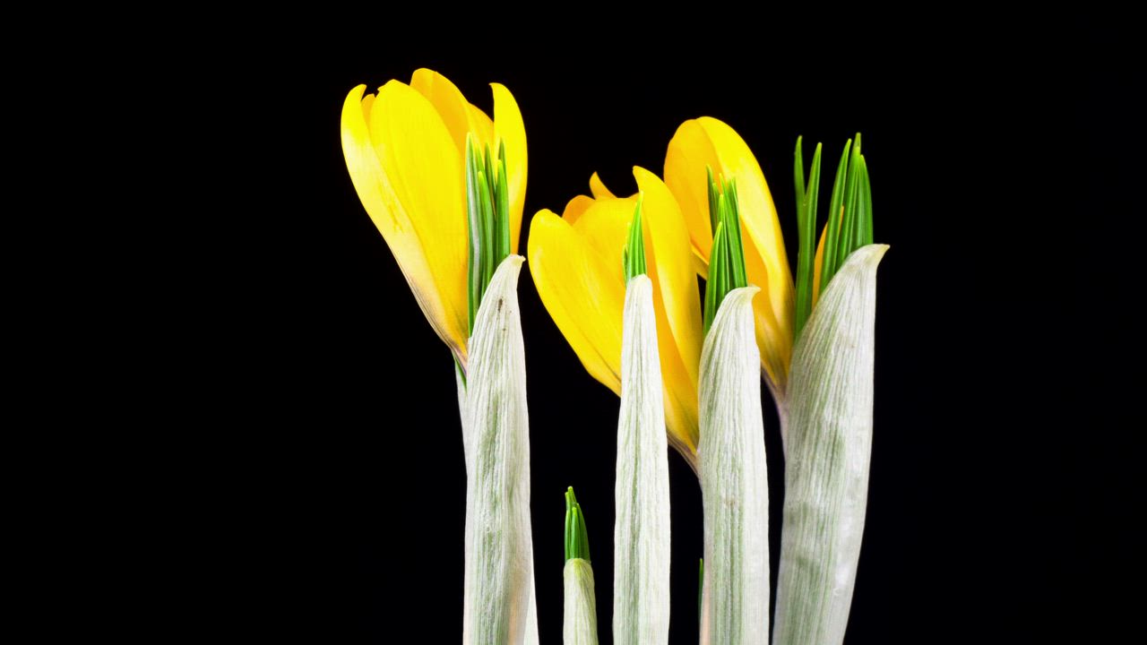 Yellow flower rotating and moving - Free Stock Video