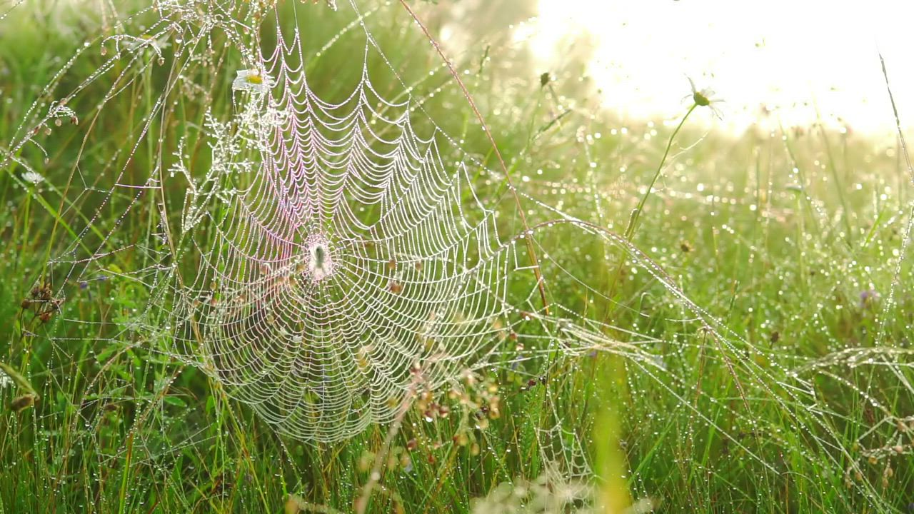 Spider web in the tall grass - Free Stock Video