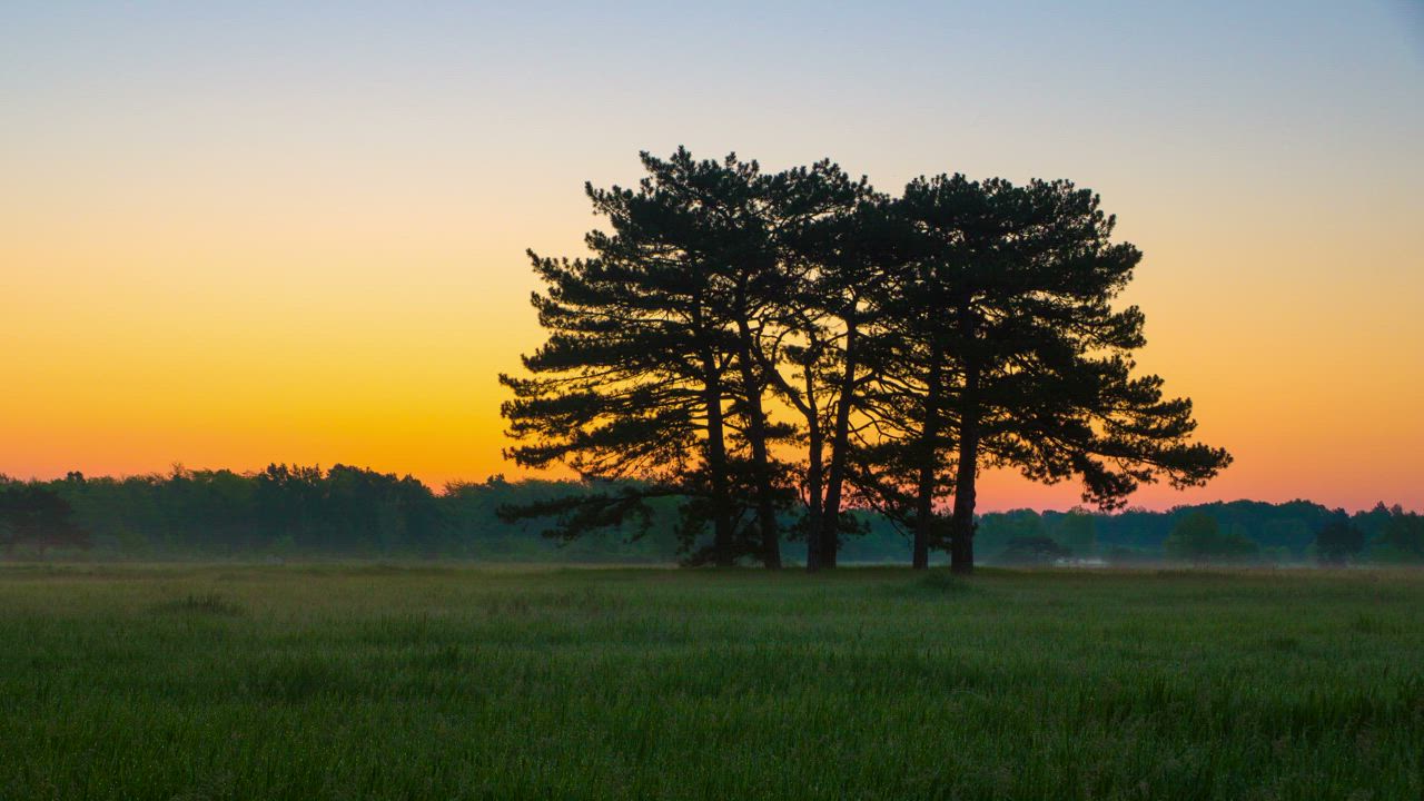 Trees in a meadow - Free Stock Video