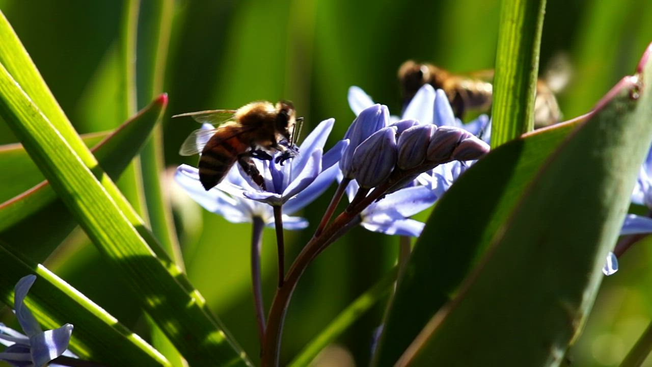 Bees working on violet flowers - Free Stock Video