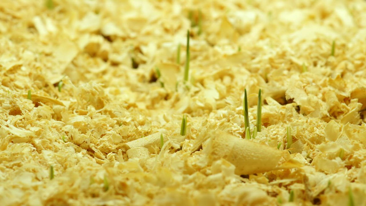 Grass growing over wooden soil - Free Stock Video