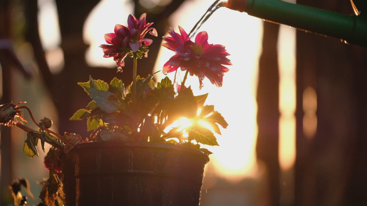 Watering a flower pot - Free Stock Video