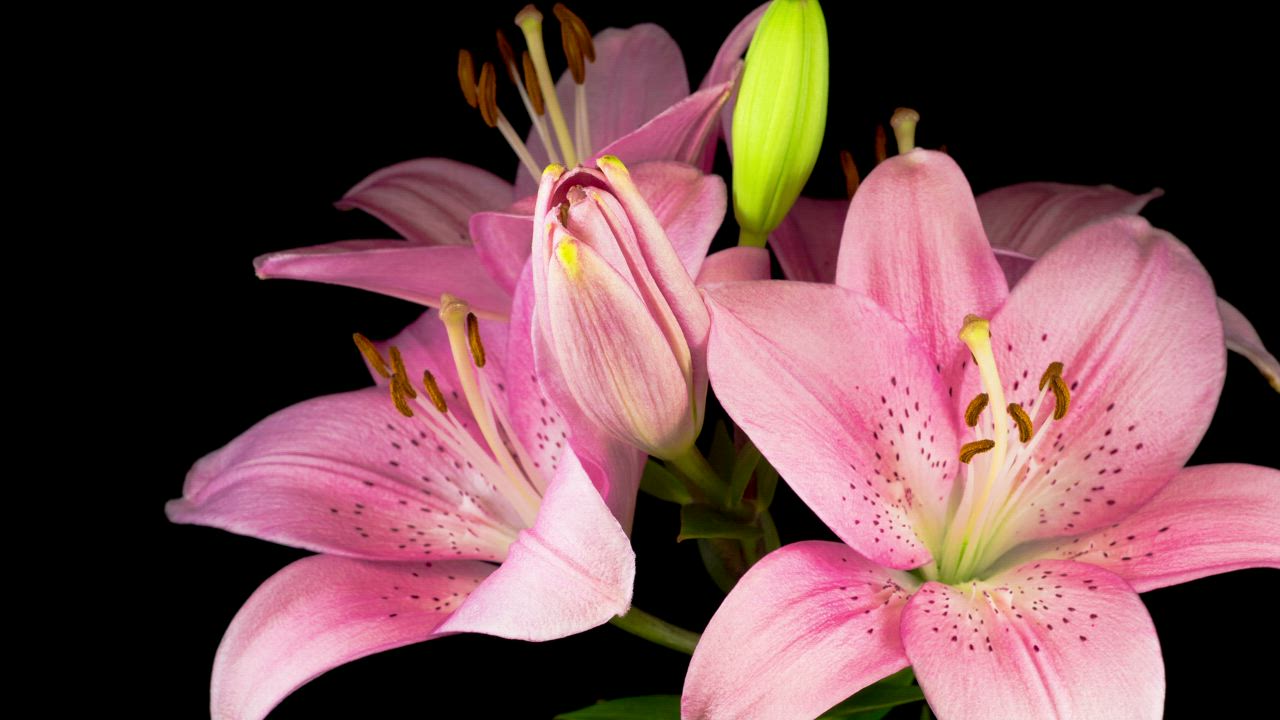 Several pink lily flowers opening - Free Stock Video